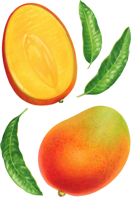 Mango No. 5 – Jukebox